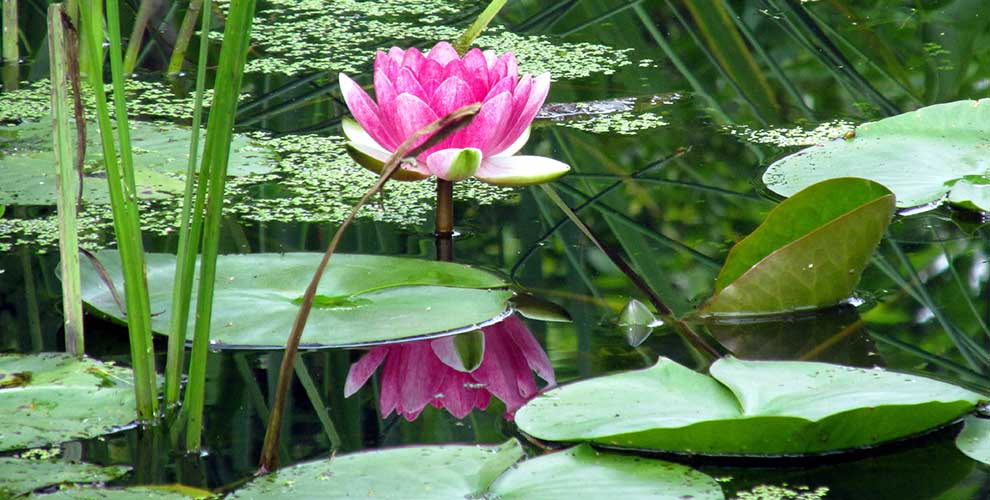 Garden pond fish and pond plants | IL NATURE